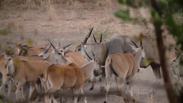 kudu deer in africa, Stock Footage | VideoHive