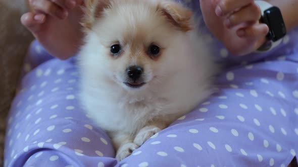 Cute Pomeranian Baby Spitz on Woman's Knees, Stock Footage | VideoHive