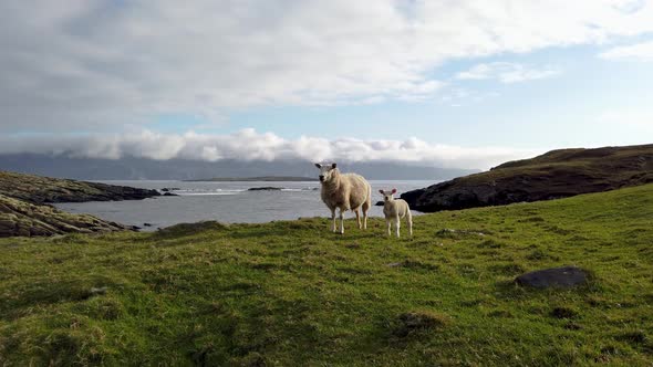 Sheep Standing at the Beautiful Shores at Dawros in County Donegal ...