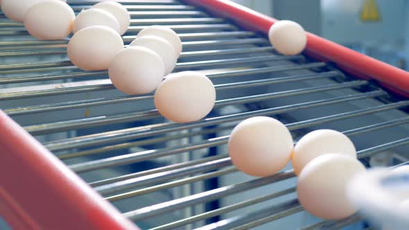 Chicken Eggs in a Sorting Center, Close Up, Stock Footage | VideoHive
