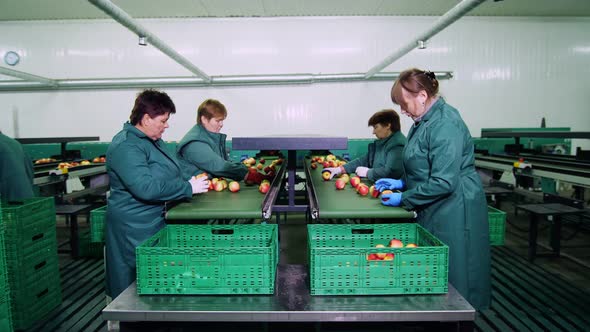 in an Apple Processing Factory Workers in Gloves Sort Apples, Stock Footage