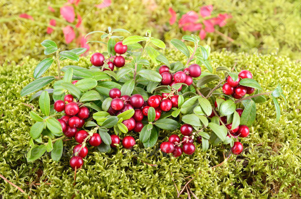 Autumn foxberry Stock Photo by eAlisa | PhotoDune