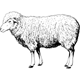 Domestic Sheep, Vectors | GraphicRiver