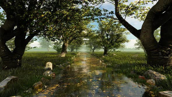 Park Area After Rain, Motion Graphics | VideoHive