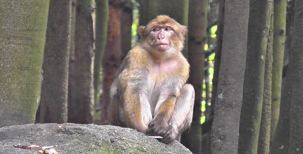Pensive Monkey In The Woods, Stock Footage | VideoHive