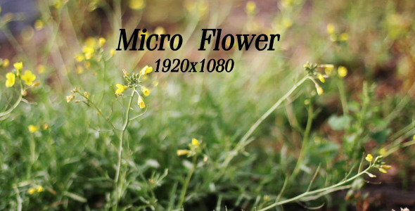 Micro Flower, Stock Footage | VideoHive