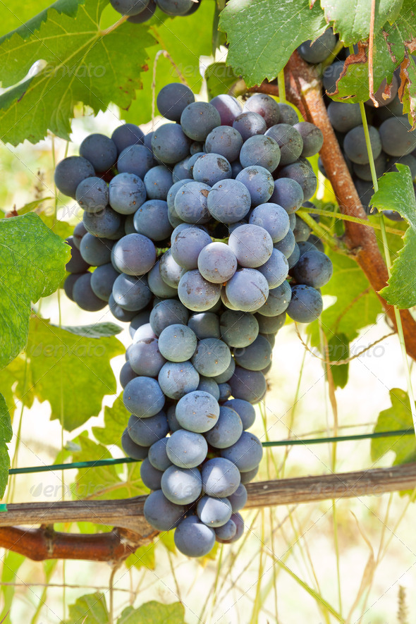 Red grape bunches, Nebbiolo variety, Italy. Stock Photo by rcaucino