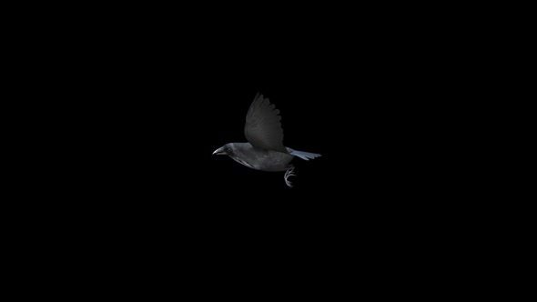 Crow Flying, Motion Graphics | VideoHive