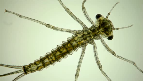 The Larva of Dragonflies Under a Microscope, Lives in Ponds, Stock Footage