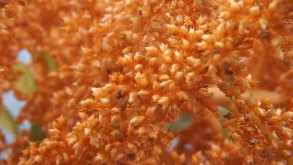 Juana's Golden Amaranth Close Up by BlackBoxGuild | VideoHive