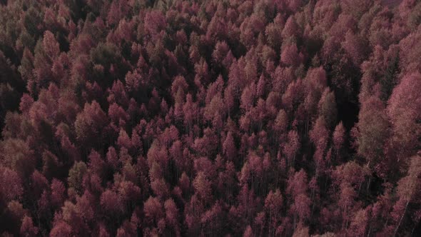 Fantasy autumn pink forest in Ural, Stock Footage | VideoHive