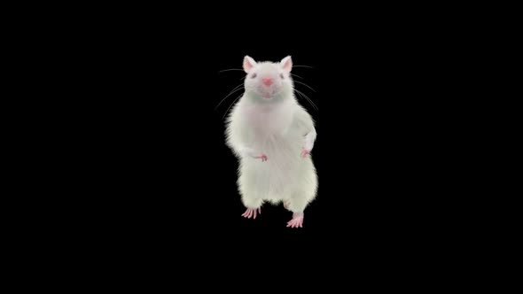 Rat Dancing Hd, Motion Graphics | VideoHive
