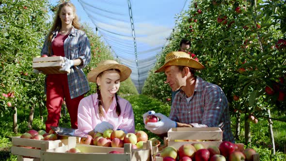 In a Modern Apple Orchard Group of Workers, Stock Footage | VideoHive