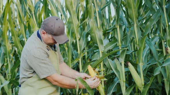 Male Farmer Working in the Field of Corn, Studying Young Heads, Stock ...