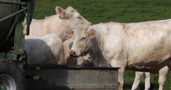 Charolais Cattle, a French Breed, Herd at the trough, Normandy in ...