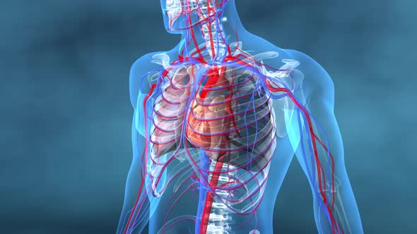 heartbeat and vascular system 3d animation, Motion Graphics | VideoHive
