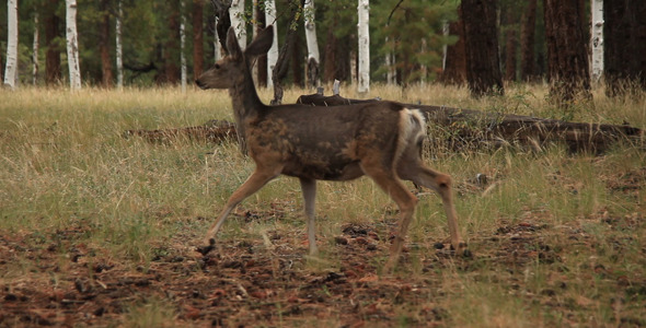 Dear Full HD, Stock Footage | VideoHive