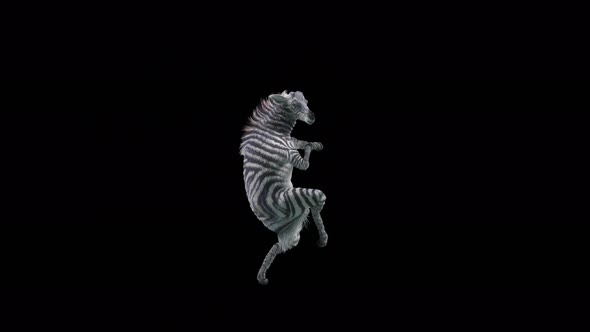 32 Zebra Dancing 4K, Motion Graphics | VideoHive