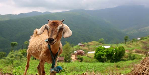 Goats In Pasture, Himalayan Mountains, Stock Footage | VideoHive