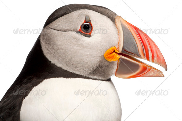 Close-up of Atlantic Puffin or Common Puffin, Fratercula arctica, in ...