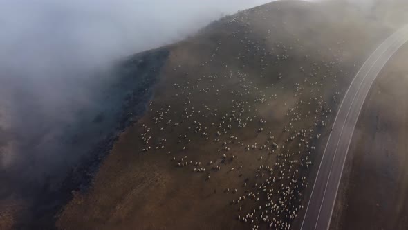 Sheep At The Edge Of A Foggy Ravine, Stock Footage | VideoHive