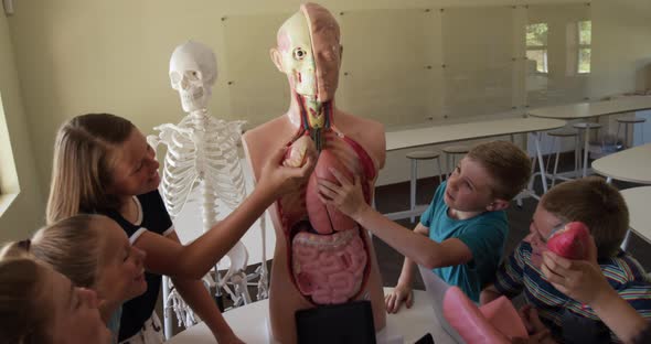 Group of kids touching human anatomy model, Stock Footage | VideoHive