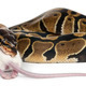Python Royal python eating a mouse, ball python, Python regius, in ...