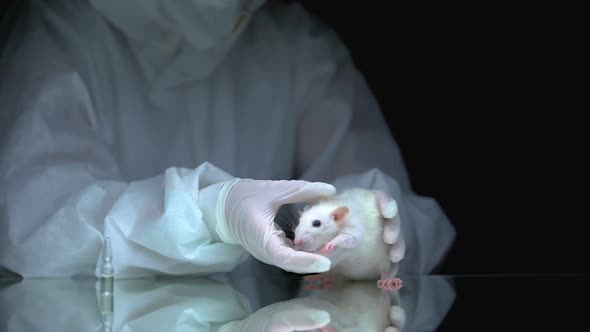 Scientist Holding Rat, Ampule With Medicine on Table, Animal Test ...