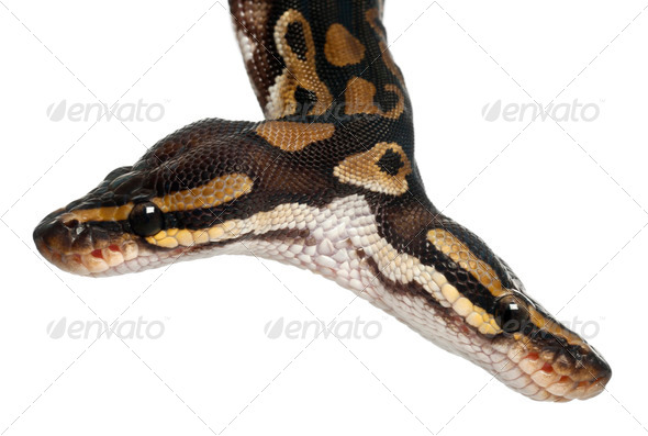 Close-up of Two headed Royal Python Stock Photo by Lifeonwhite | PhotoDune