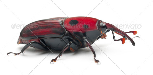 Female Red palm weevil, Rhynchophorus ferrugineus, 3 weeks old, in ...