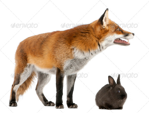 Red Fox, Vulpes vulpes, 4 years old, playing with a rabbit in front of ...