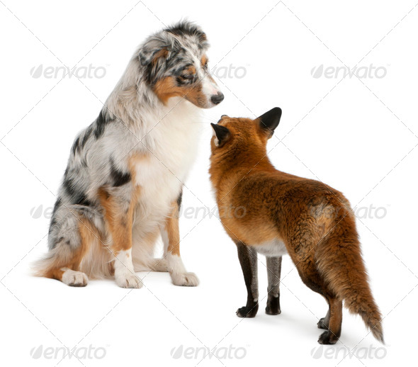 Red Fox playing with Australian Shepherd dog Stock Photo by Lifeonwhite