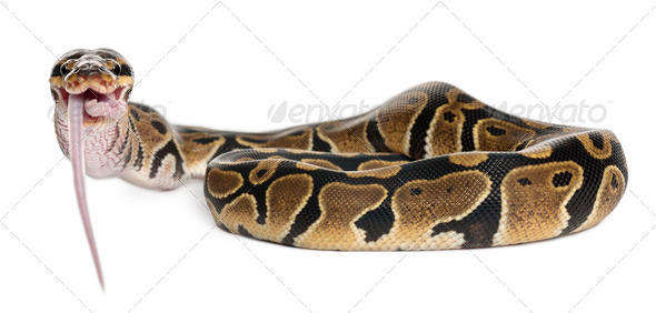 Python Royal python eating a mouse, ball python, Python regius, in ...