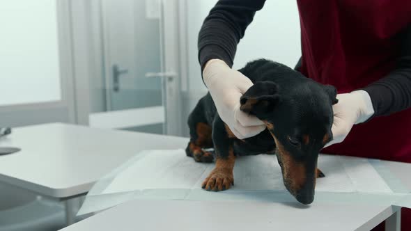 Veterinarian doctor makes a medical examination of a dachshund puppy ...