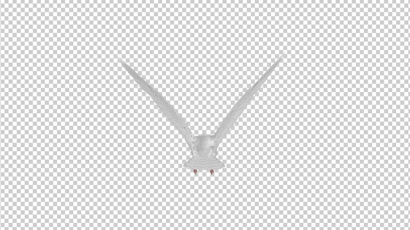 White Dove - 4K Flying Loop - Back View, Motion Graphics | VideoHive