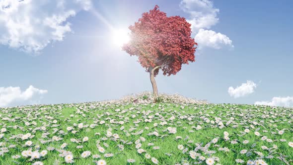 Tree, Motion Graphics | VideoHive