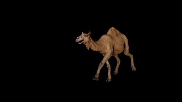 Camel Run Front, Motion Graphics | VideoHive
