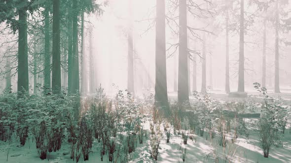 Trees in Misty Winter Forest Frosty and Foggy, Motion Graphics | VideoHive