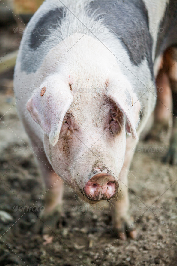 Pig Stock Photo by EwaStudio | PhotoDune