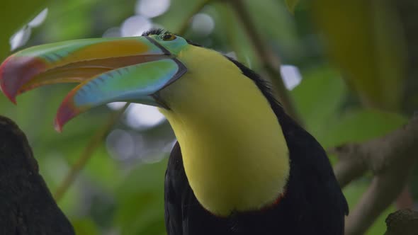 Close up shot of tropical Keel-Billed Toucan screaming and shouting in ...