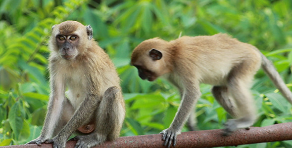 Wild Monkey 03, Stock Footage | VideoHive