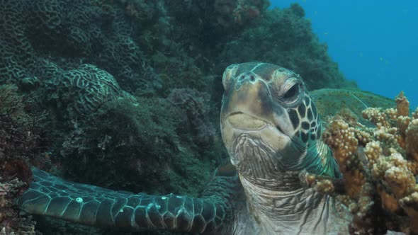 A highly detailed close-up view of a sleepy Green Sea Turtle lifting ...