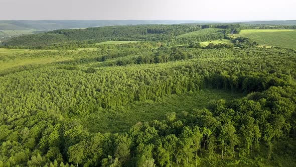 Top down aerial view of green summer forest with large area of cut down ...