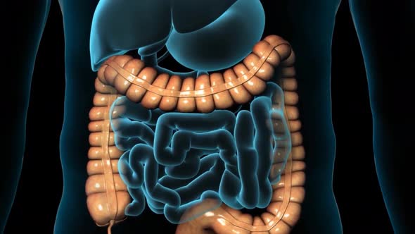 Human digestive system, 3D animation rotational animation showing the ...