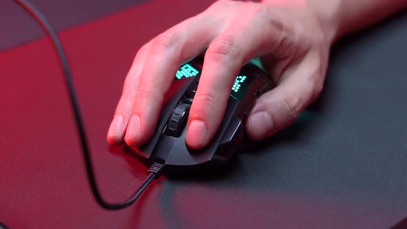 Playing Mouse, Stock Footage | VideoHive