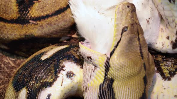 A Reticulated python eating a large mammal wrapped up in powerful grip ...