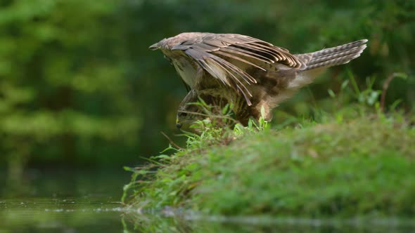 Common Buzzard by pond stretch and fluff long wings to cool down - slow ...