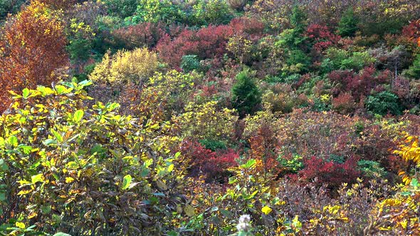 Colorful Mixed Colors Scrubland and Garrigue in Autumn, Stock Footage