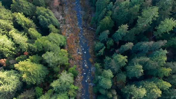 Top-down view of woods with a tilt up to a mountain through lens flare ...