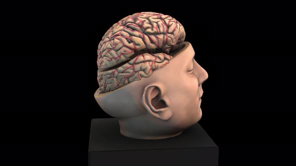 Size Intracranial Brain Structure Rotation Zoom Out, Motion Graphics
